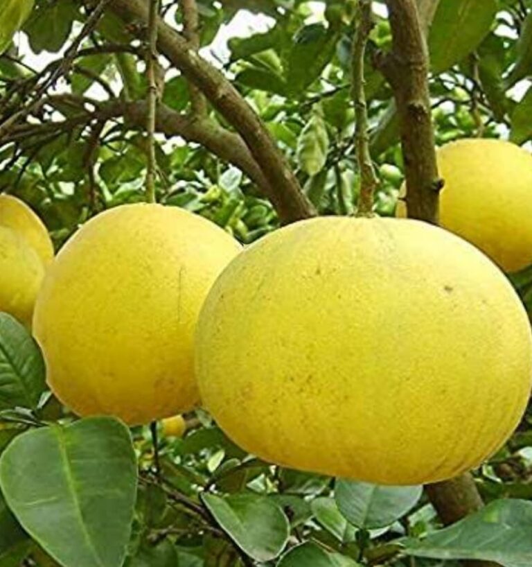 Can Robab Tenga Delight and Transform Your Taste Buds with its Unique Flavor? (2025) - Scent of ...