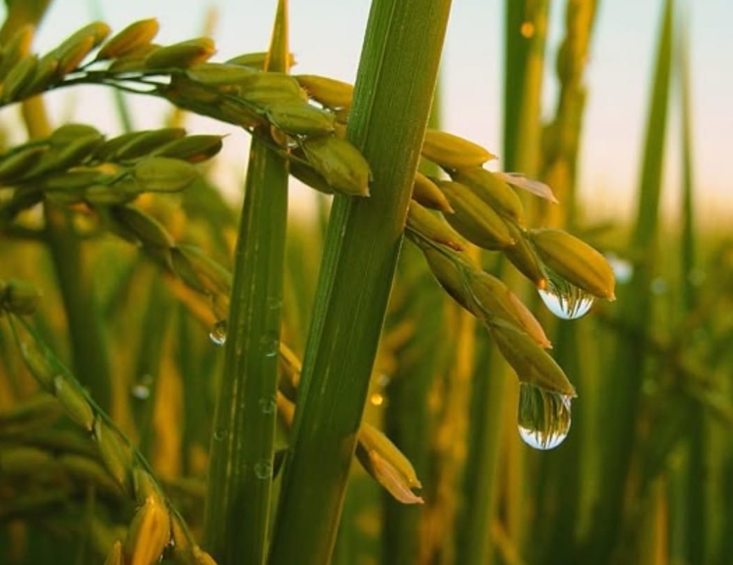 Can the First Touch of Dewy Paddy Leaves Still Make Your Heart Smile ...