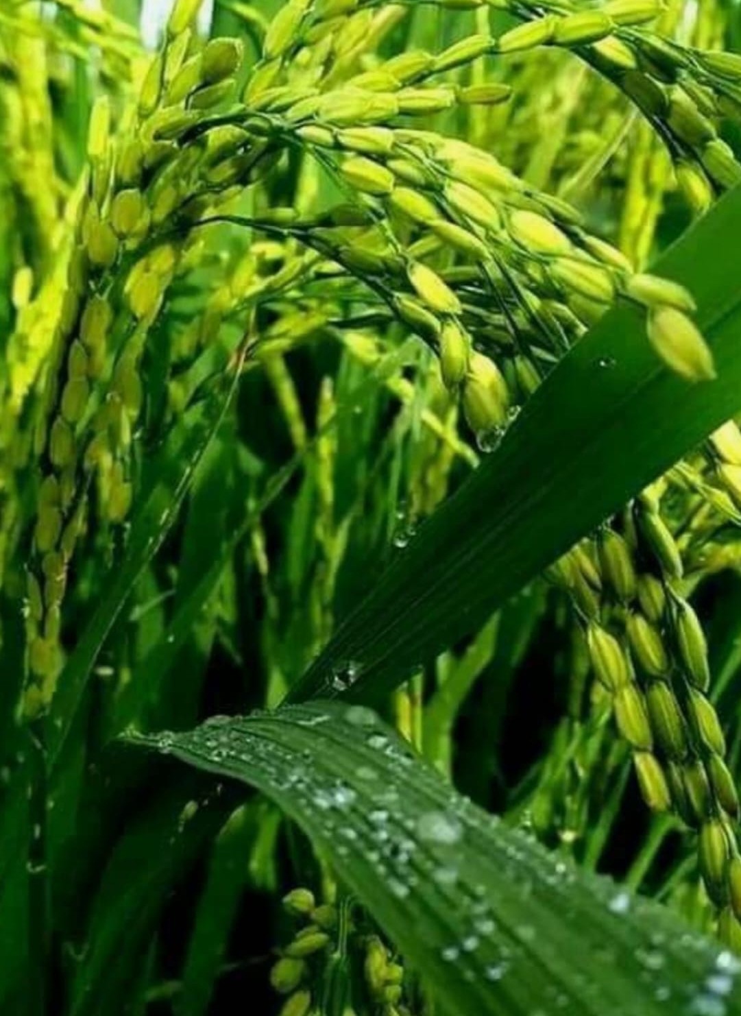 Can the First Touch of Dewy Paddy Leaves Still Make Your Heart Smile ...