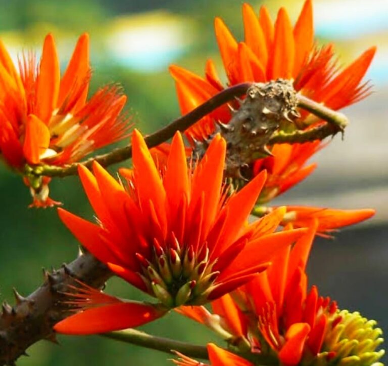 Can the Glorious Glow of Modar Phool Awaken the Courage Sleeping in ...