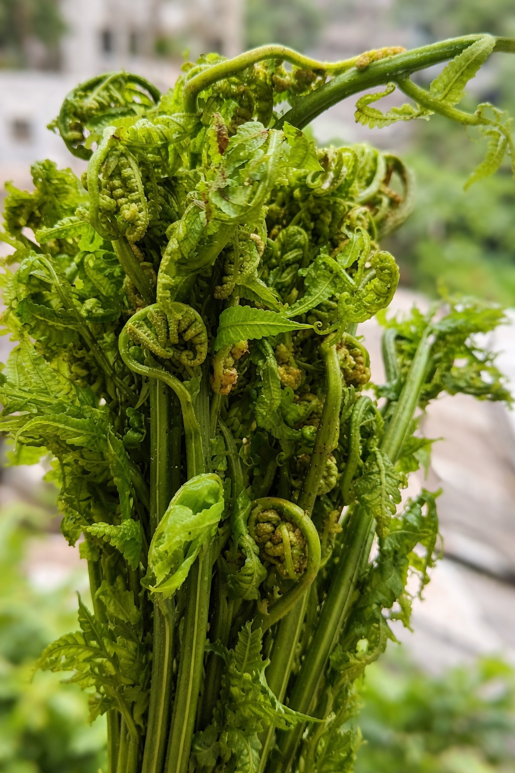 How Can Nutrient-Packed Dhekia Xaak Transform Your Meals with Nature’s ...
