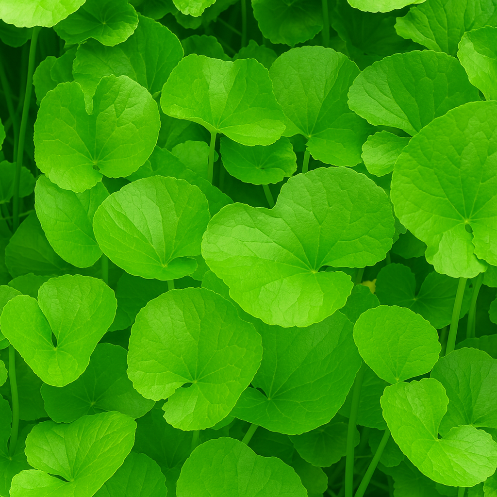 Is the Nourishing Manimuni Xaak the Secret Green Elixir Your ...